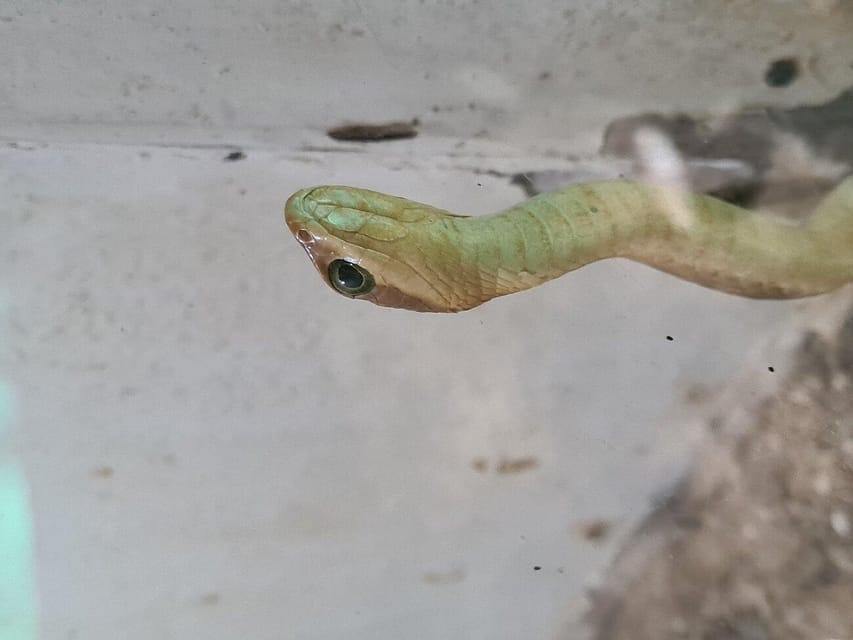 SNAKE PARK DAY TOUR | GetYourGuide
