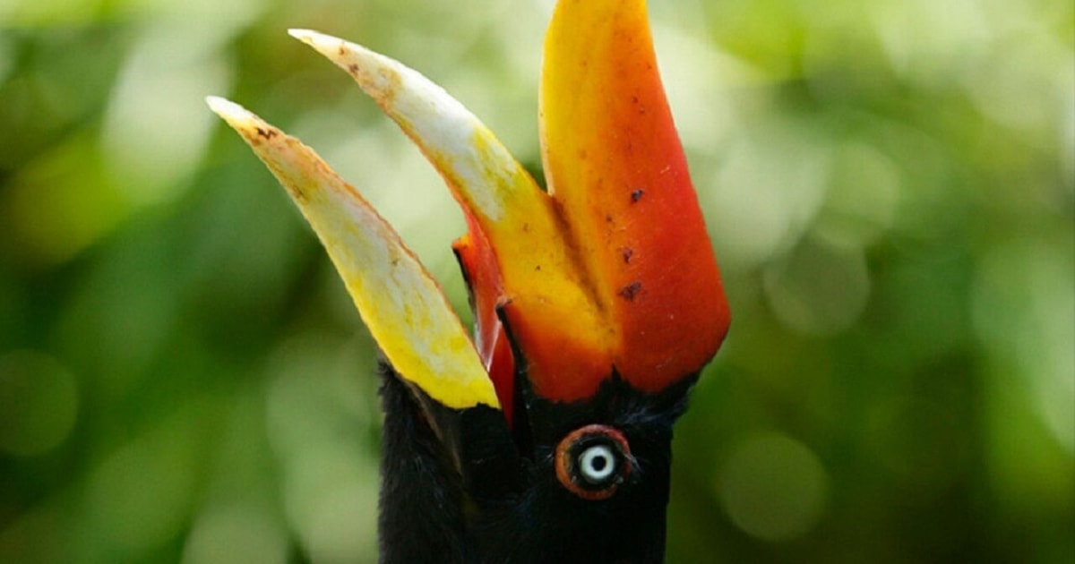 Singapore: Bird Paradise Entry Ticket | GetYourGuide