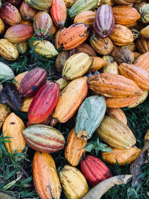 Chocolate making in an Indigenous Village and Waterfall Tour | GetYourGuide