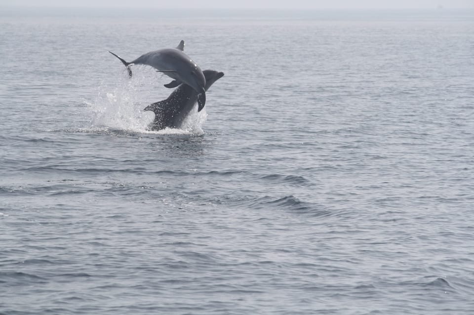 Dolphin Watching Tour | GetYourGuide
