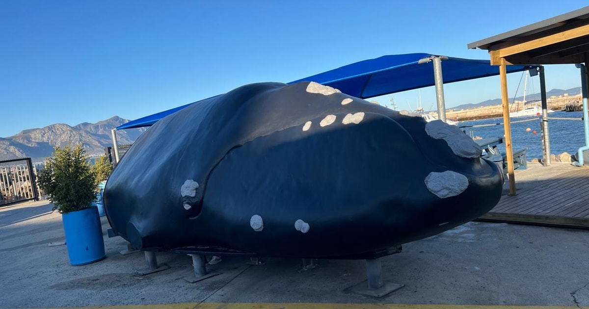 Kapstadt: Hermanus Wale, Pinguine und Stellenbosch Tour | GetYourGuide