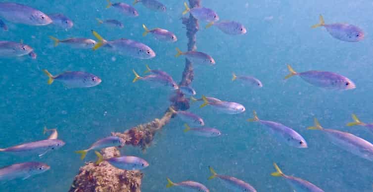 West Palm Beach: Beginner Jet Snorkel Tour with Videos | GetYourGuide