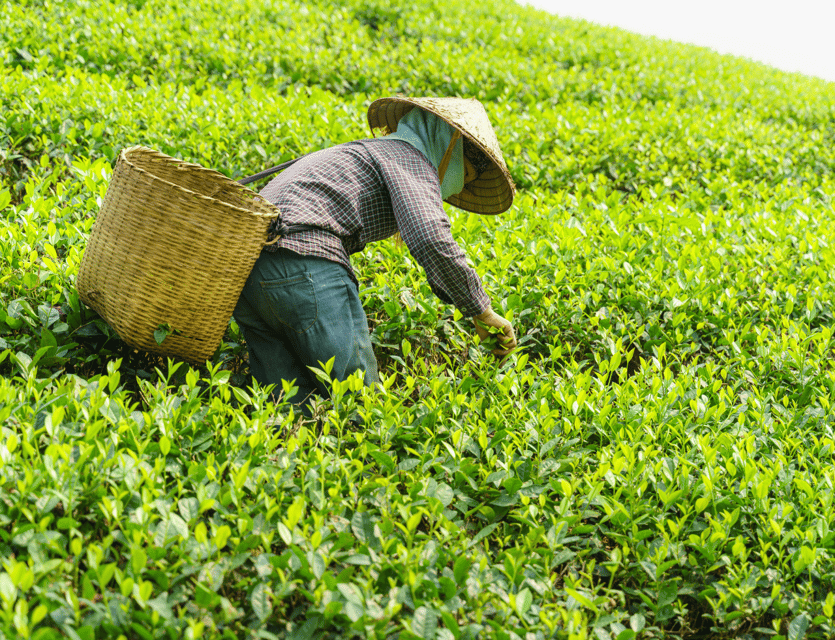 Chiang Mai: White Temple, Tea Plantation, Waterfall Day-Tour | GetYourGuide