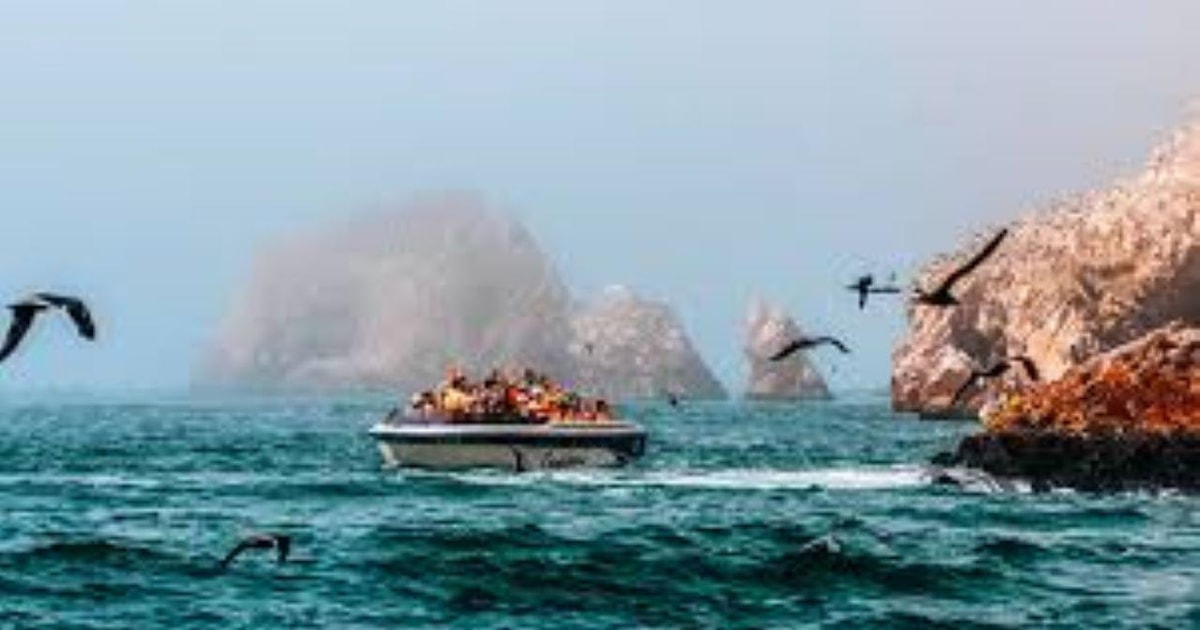 Paracas: Ballestas Islands and Candelabra Boat Tour | GetYourGuide