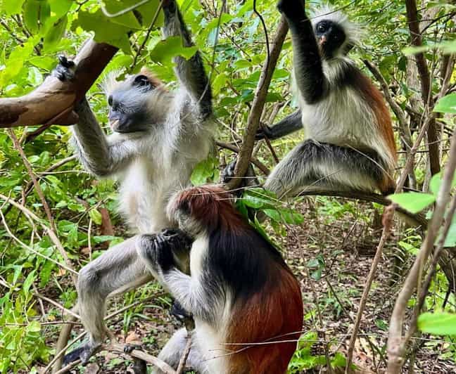 Zanzibar: Tour della foresta di Jozani e della fattoria delle spezie ...