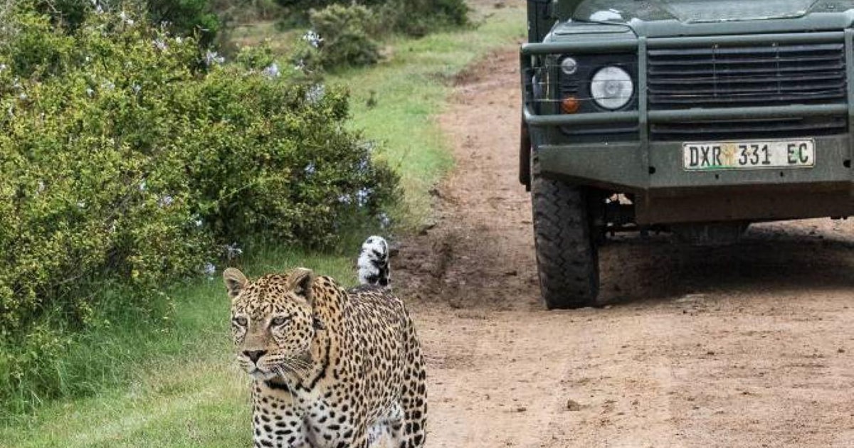 Addo Elephant National Park: Self-Drive Safari Day Trip | GetYourGuide