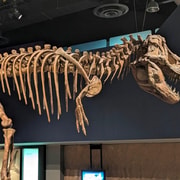 From Calgary: Badlands Guided Small Group Tour to Drumheller - 2026 ...