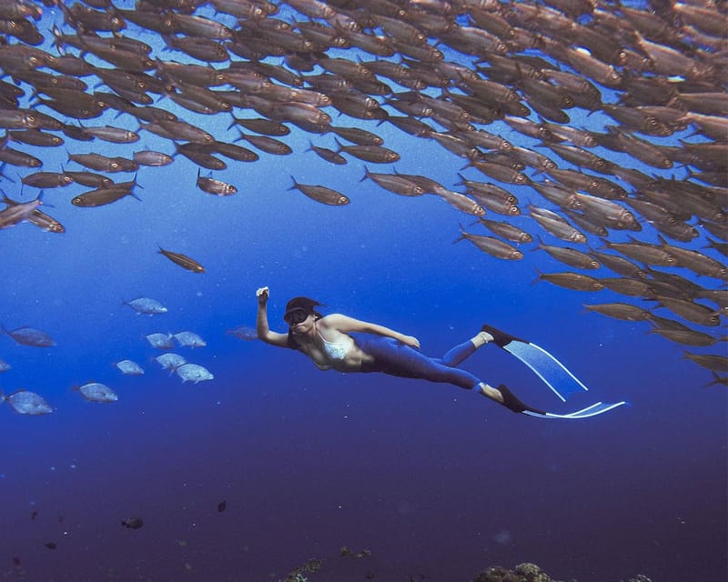 Panglao: Napaling Reef and Sardines Freediving Experience | GetYourGuide