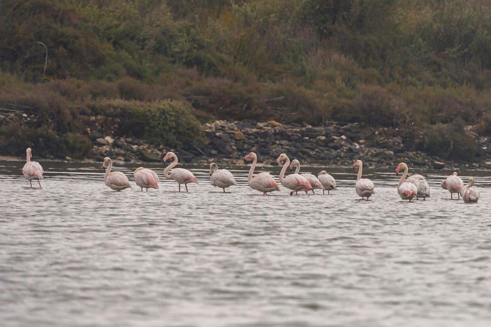 Birdwatching Boat Tour in the Tagus Estuary | GetYourGuide