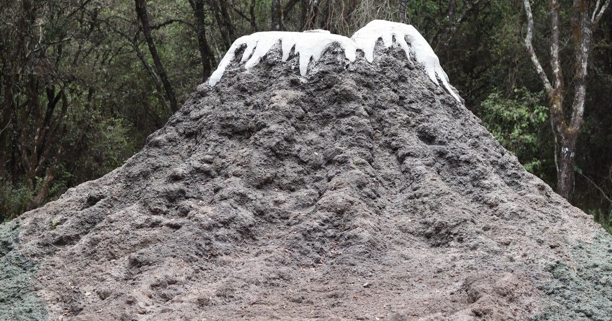 1 dienos žygis su gidu į Rongai-Kenija - TZ | GetYourGuide