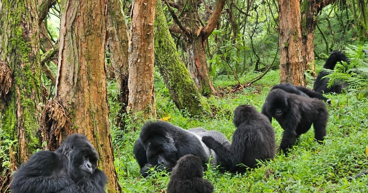 3-dages oplevelse med gorillaer og gyldne aber | GetYourGuide