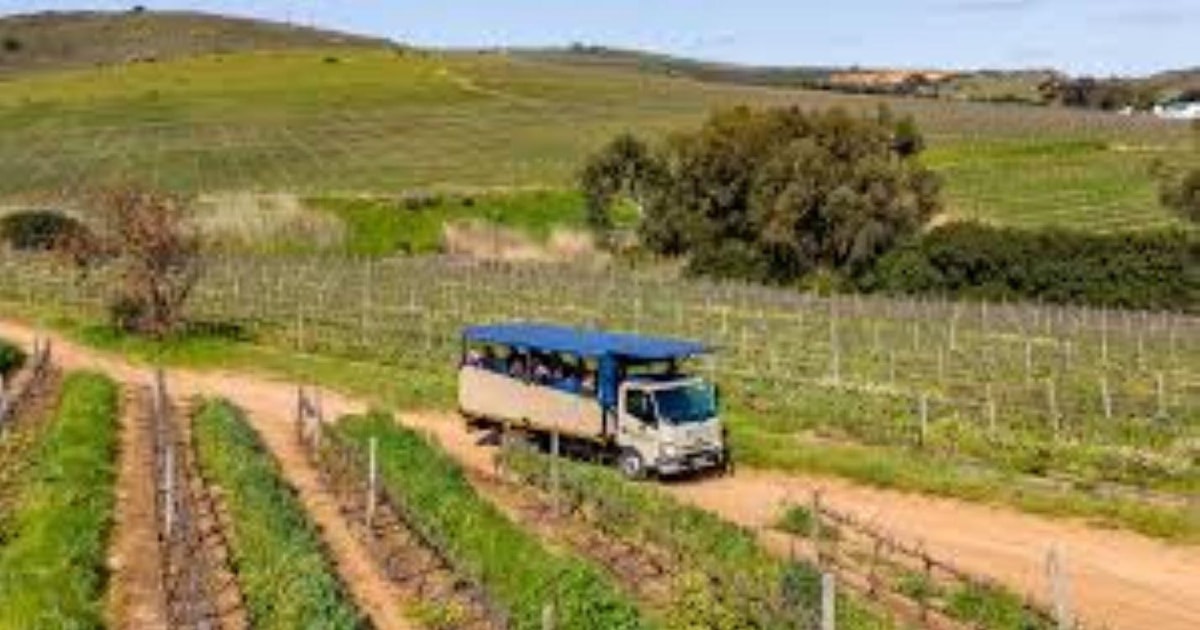 Durbanville : Hop-On Hop-Off Northern Line 2 | GetYourGuide