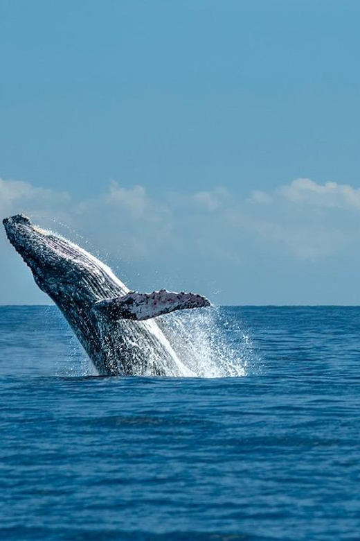 Parque Nacional Marino Ballena: Avistamiento de ballenas en Uvita ...