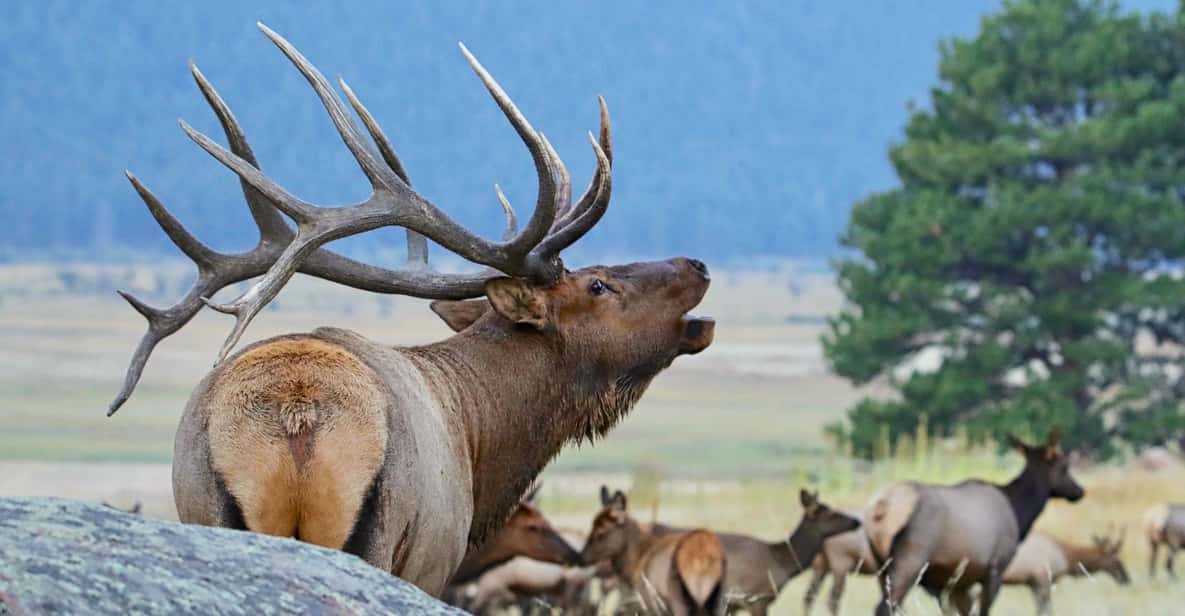 3/4 Day RMNP Mtn to Sky+Bear Lake Rd Tour-RMNPhotographer | GetYourGuide