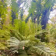 Private Waterfall, Rainforest & Handcrafted Chocolate Tour | GetYourGuide