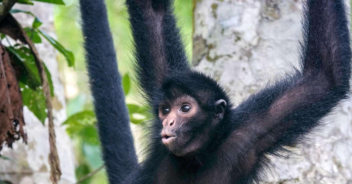 From Iquitos || Excursion to the Monkey Island Full Day || | GetYourGuide