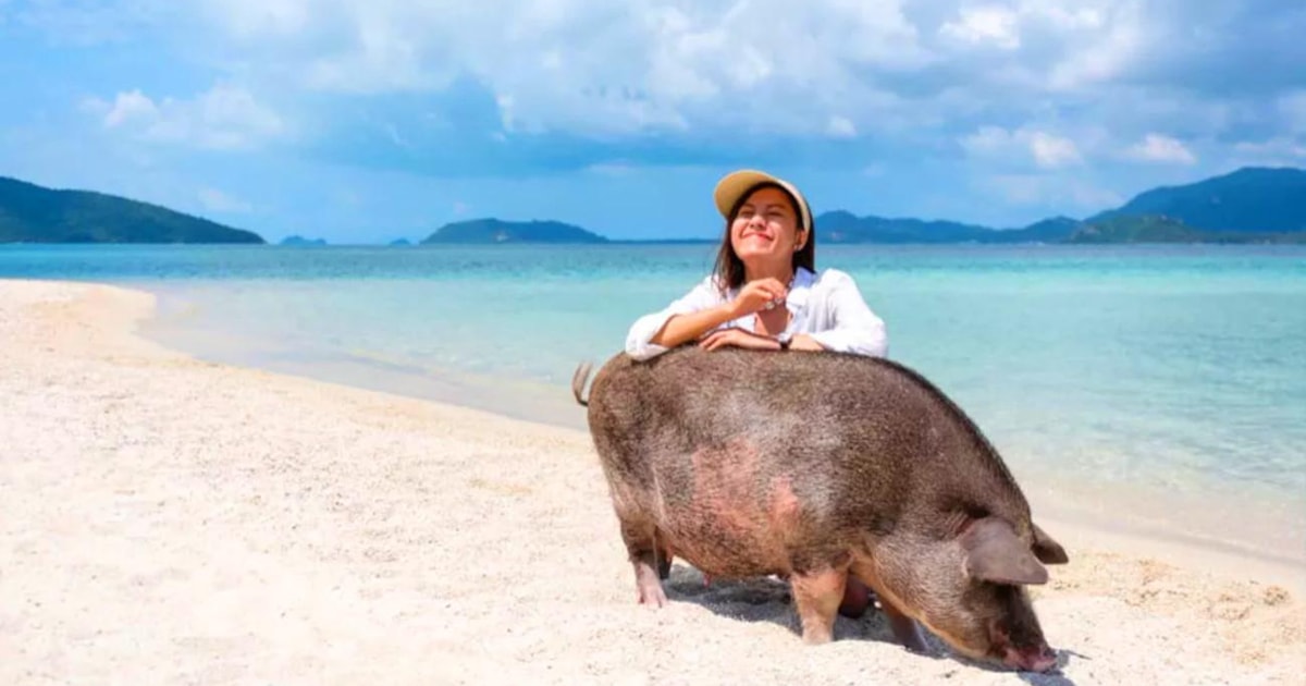 Koh Samui: Pink Dolphin, Pig Island, and Snorkeling Day Trip | GetYourGuide