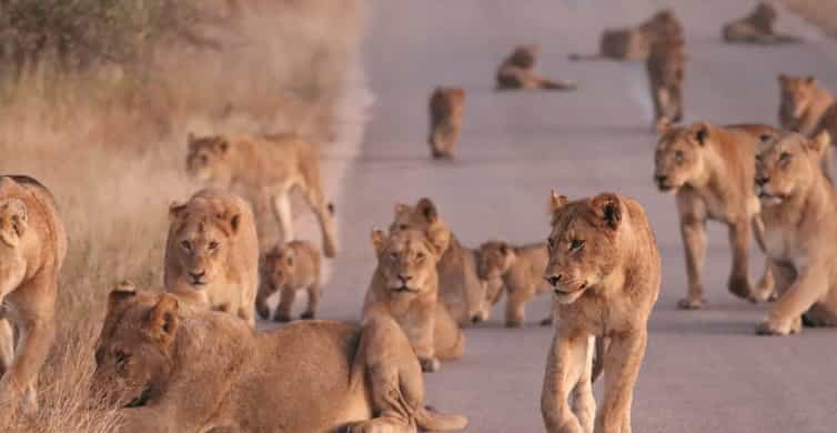 Kruger Park Safari from Maputo | GetYourGuide