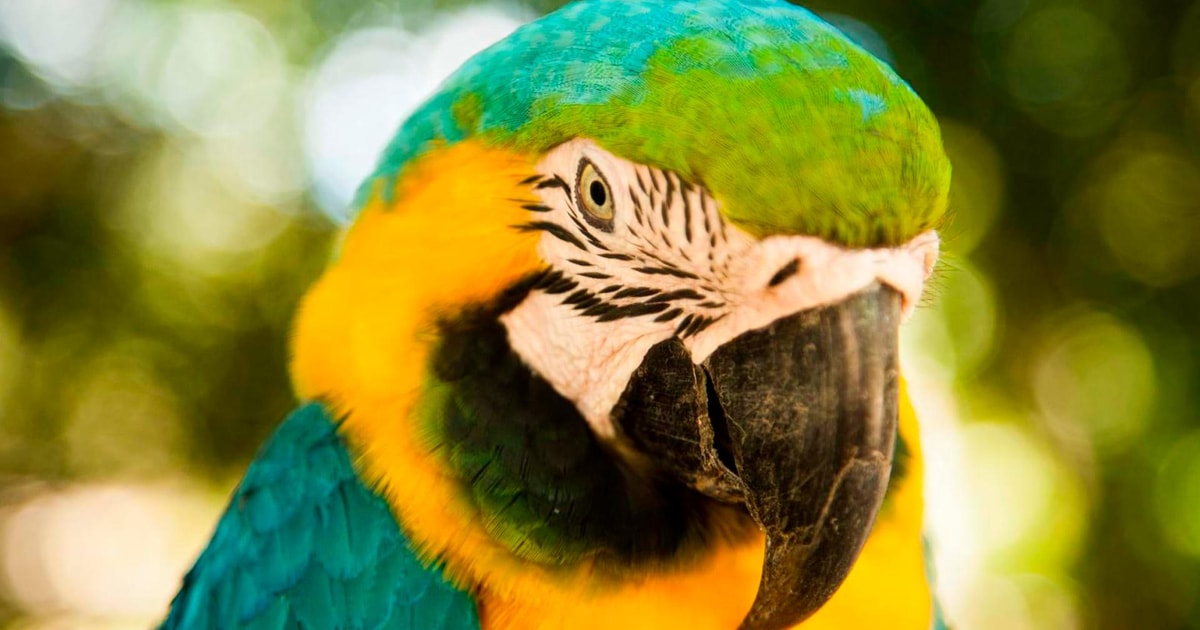 Iquitos: Tour of Pacaya Samiria for 3 days | GetYourGuide