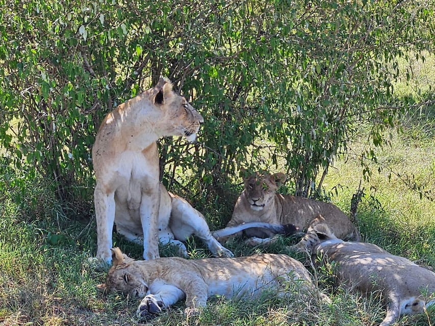 1 Day Masai Mara Game Drive | GetYourGuide