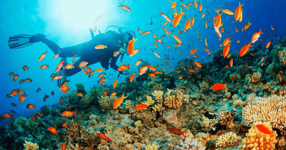 La Paz: Isla Ballena Dive Site | GetYourGuide