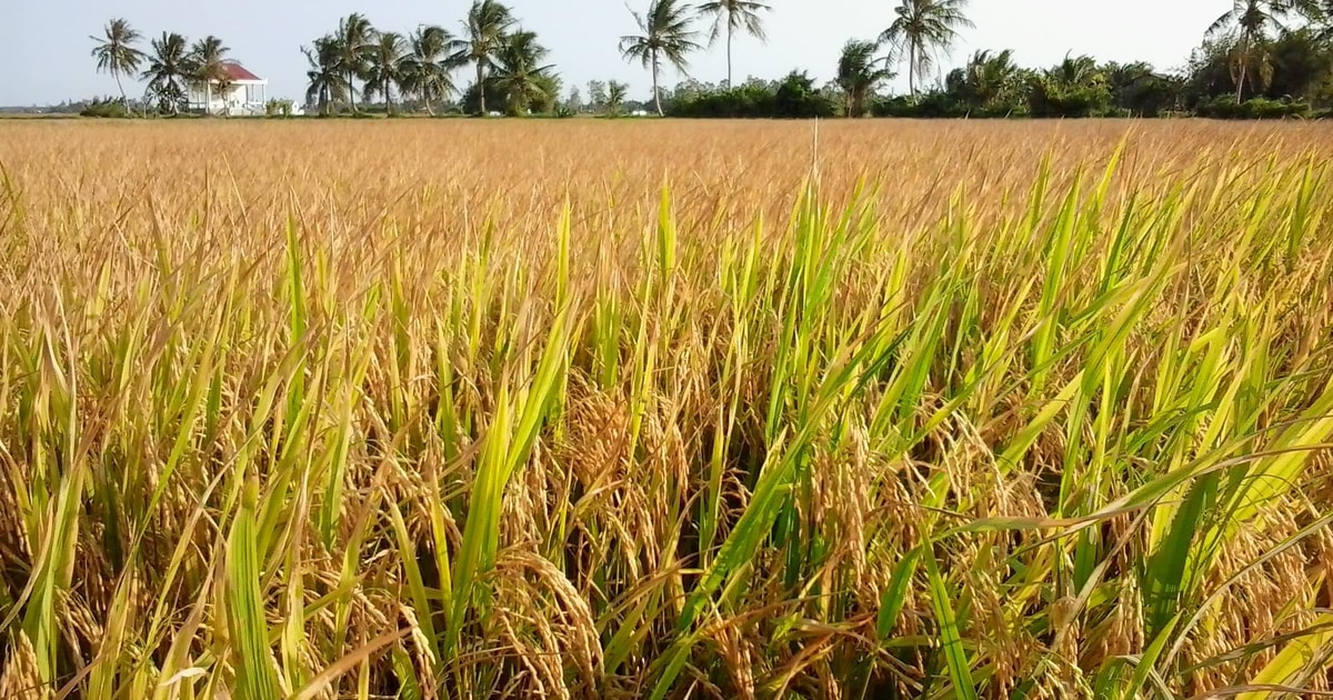 From Cruise Port: Mekong Delta Shore Excursion Private Tour | GetYourGuide
