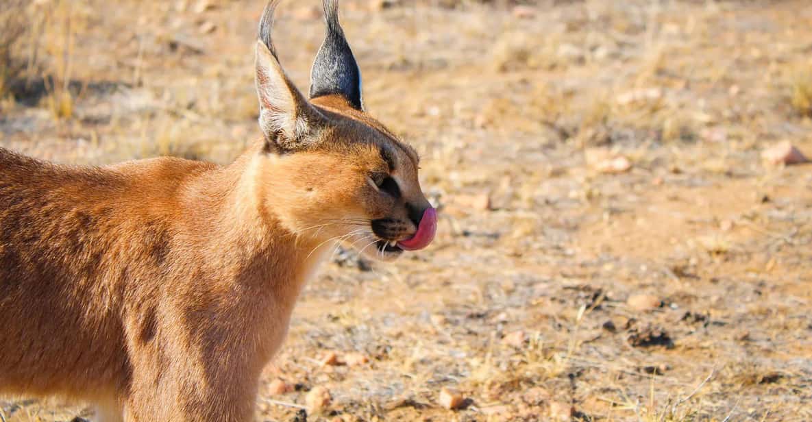 Windhoek: Caracal Walk at N/a'an ku sê Wildlife Sanctuary | GetYourGuide