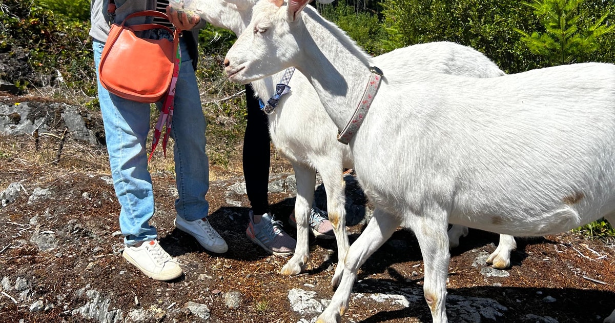 Goat Hike Adventure at Maple Heart Ranch | GetYourGuide