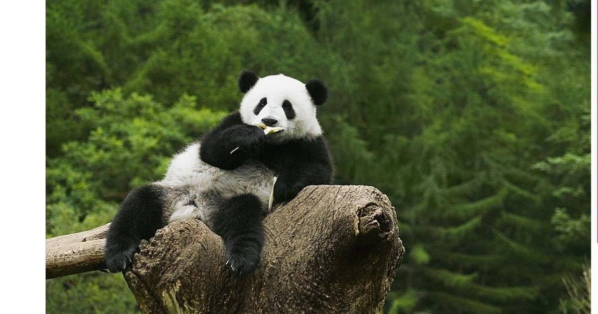 Privétour van een halve dag naar de panda-basis in Chengdu | GetYourGuide