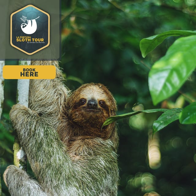 La Fortuna: Sloth Tour in Arenal Volcano Park with Snack | GetYourGuide