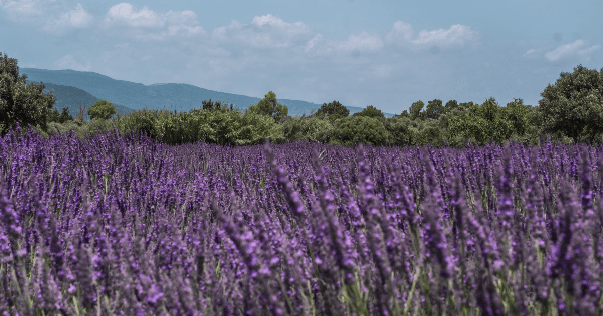 Sardinia: Tur ghidat în interiorul unui câmp de lavandă | GetYourGuide