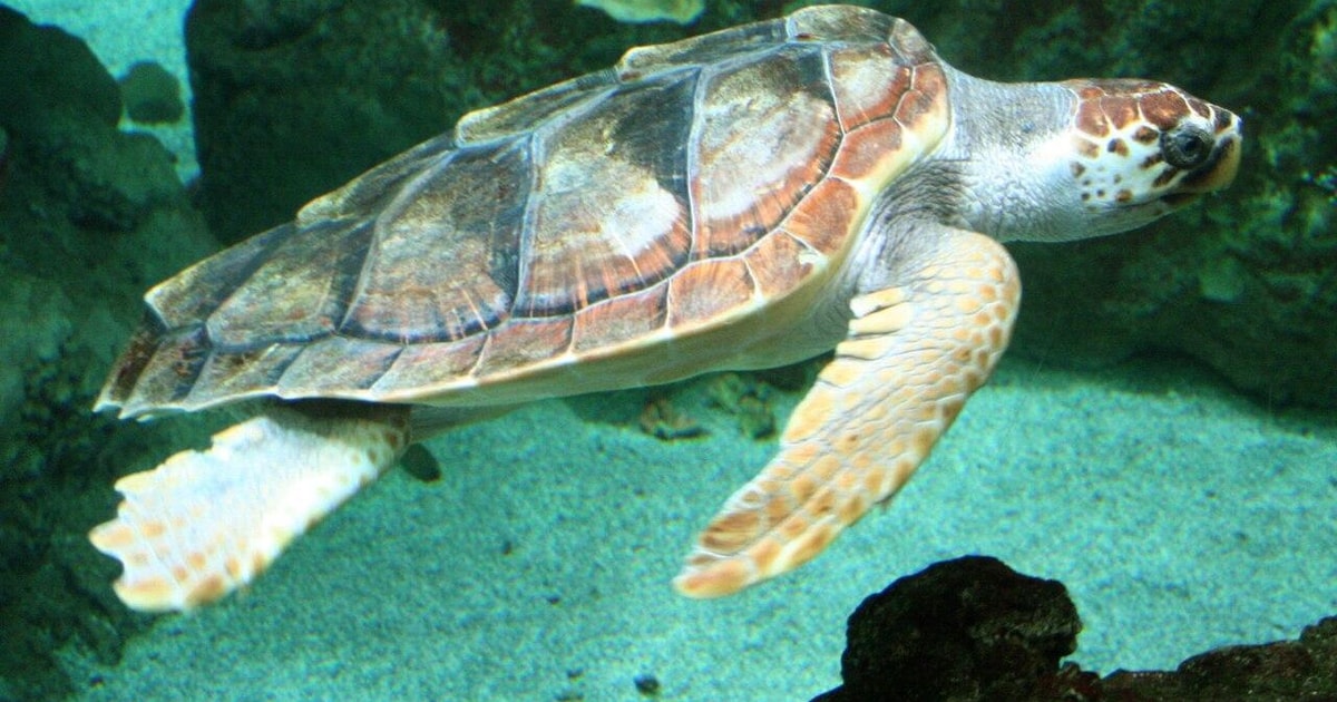 Watch Sea Turtles Nesting – Night Tour in Sal Island | GetYourGuide