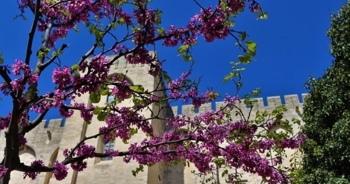 Avignon: Around The Palace Tour | GetYourGuide