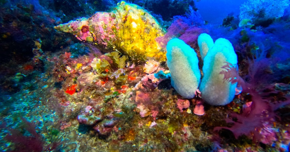 Sea Breath - Reggio Calabria Diving Center: Guided dive from a dinghy ...