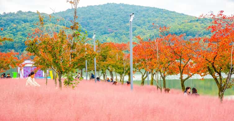 From Busan: Gyeongju Autumn Foliage One day Tour | GetYourGuide