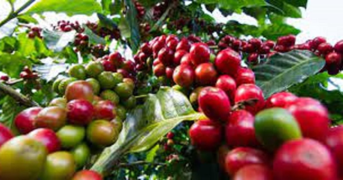 DAY TOUR TO FAIRVIEW COFFEE FARM | GetYourGuide