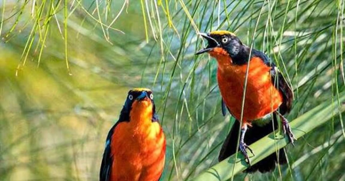 Zanzibar: Chwaka Forest Reserve Birdwatching Tour | GetYourGuide