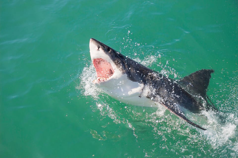 2-Day Garden Route Bungee Jump, Zipline & Shark Diving Tour | GetYourGuide