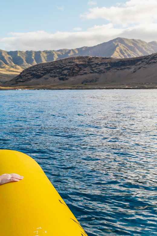 Oahu: Dolphin Swim and Turtle Snorkel Excursion in Waianae | GetYourGuide