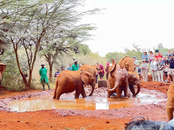 Εθνικό Πάρκο Ναϊρόμπι, Elephant Trust και Κέντρο Καμηλοπάρδαλης ...