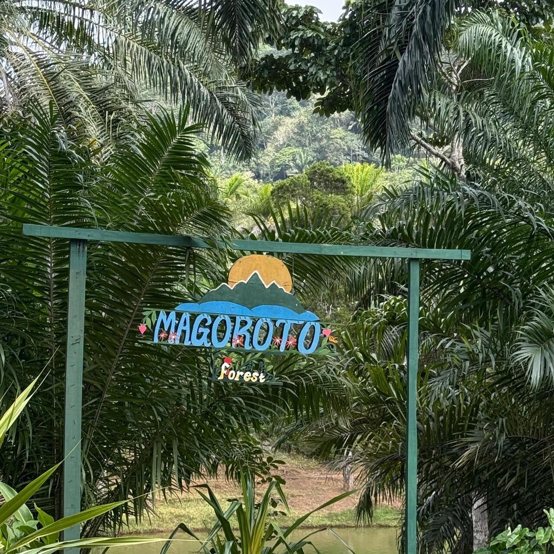 3 giorni e 2 notti di escursione nella foresta di Magoroto con volo da ...