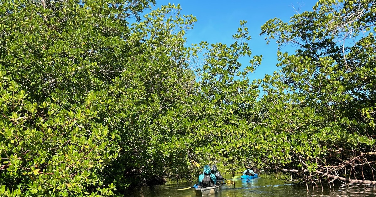 Marco Island: Mangrove Maze Kayak Tour (2hrs) | GetYourGuide