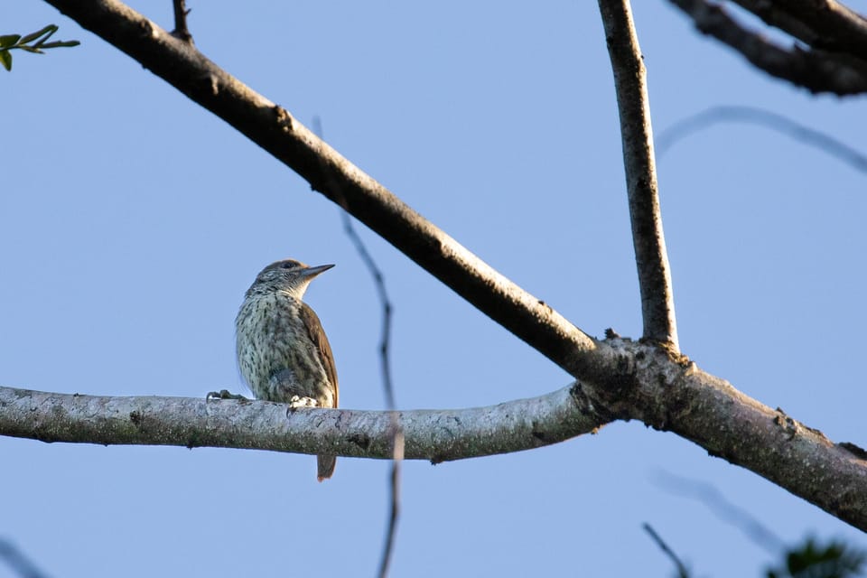 Samana: Bird Watching & Limon Waterfall | GetYourGuide