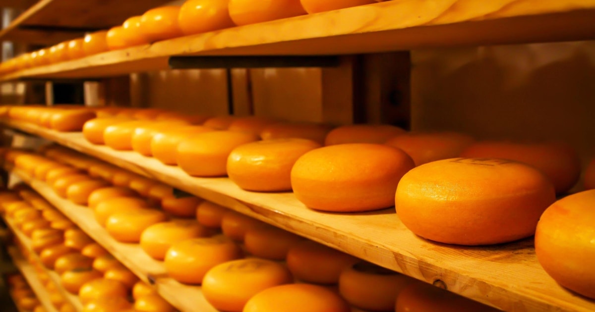 Rotterdam & Gouda: Guided Tour with Cheese Tasting | GetYourGuide