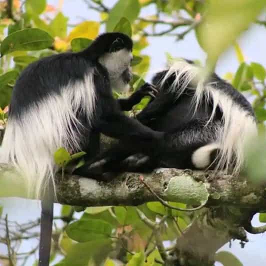 Fort Portal : Excursion d'une journée aux lacs de cratère et aux chutes ...