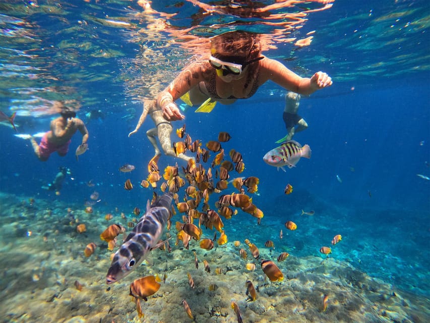 Nusa Penida: Guided Snorkel and Swim with Manta Rays Cruise | GetYourGuide