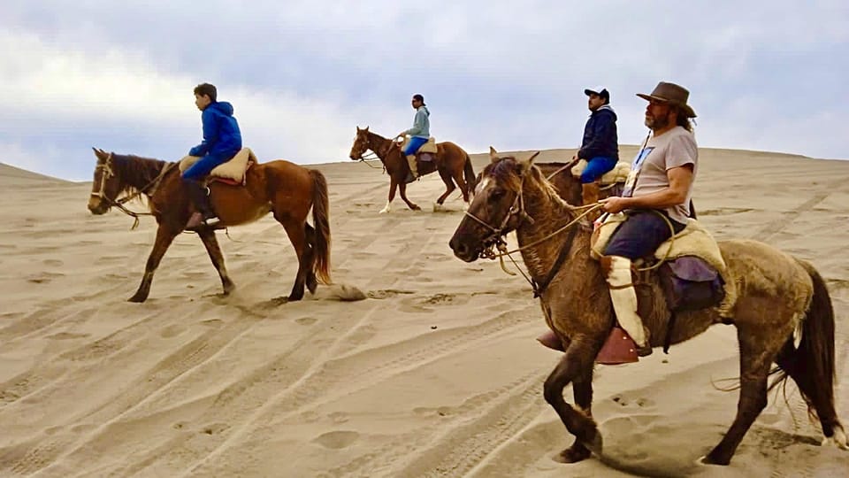 Horseback riding, Penguins, Winery, Alpacas & Cowboy BBQ | GetYourGuide