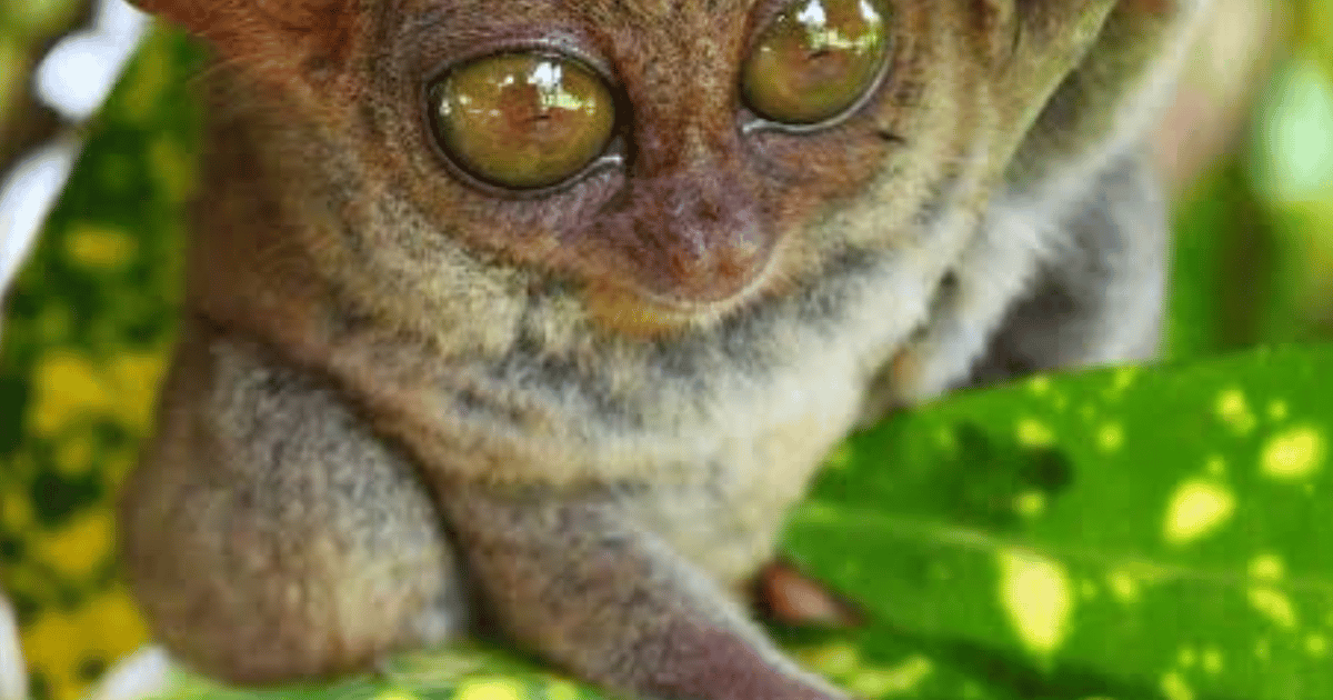 BOHOL: Choco Tour with Sikatuna Mirror of the World | GetYourGuide