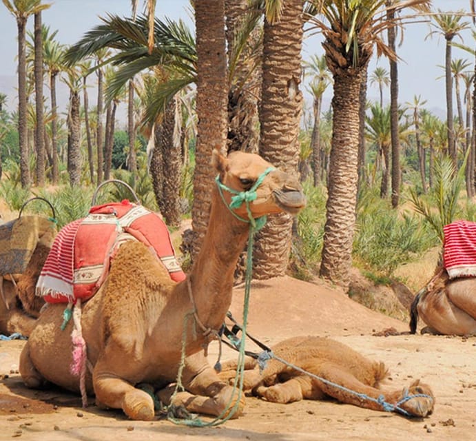 Marrakech Camel Ride in the Oasis Palmeraie and Desert | GetYourGuide