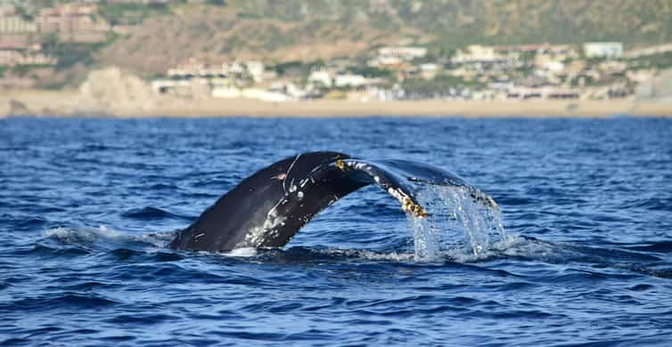 Avistamiento de Ballenas Cabo: Excursión de avistamiento de ballenas en ...
